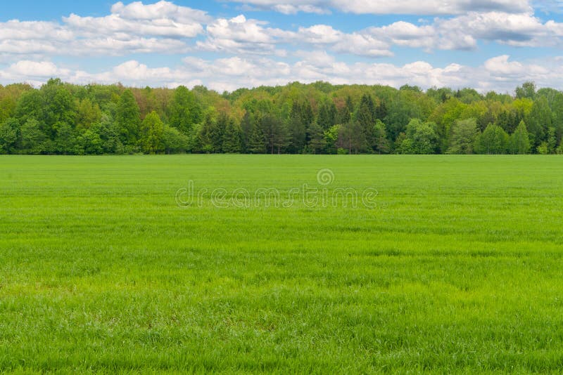 A Large Green Field of Winter Rye Against the Background of a Spring ...