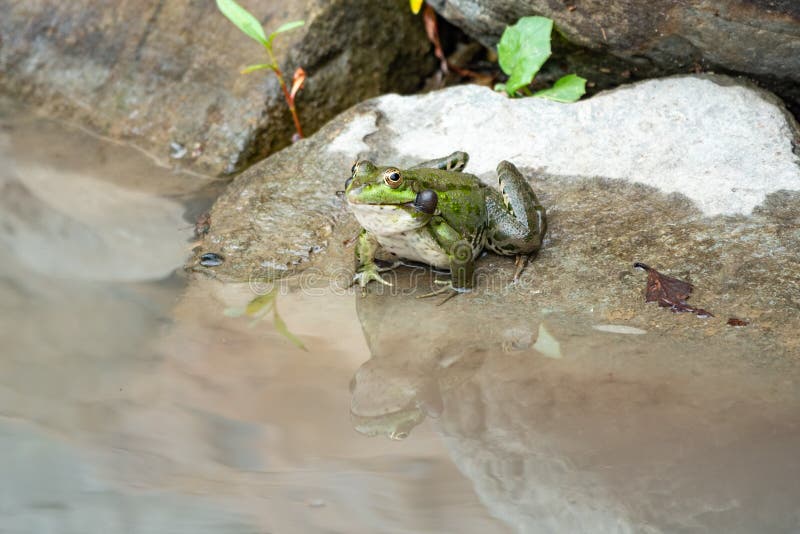 A Large Green Frog Sits on Stone Near the Water Stock Image - Image of ...