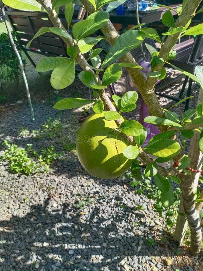 Tree Big Leaves Coloring Page Kids Stock Photos - Free & Royalty-Free ...