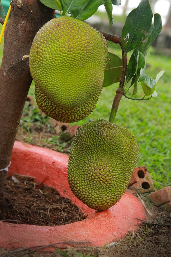 A Large Green Fruit Grows on a Tree Stock Photo - Image of garden ...