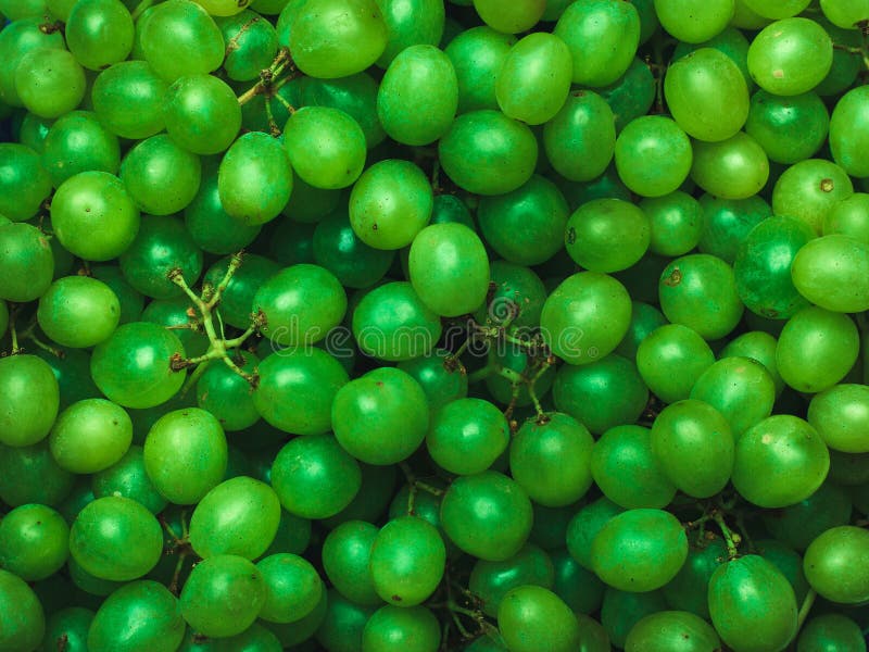 Large green grapes. stock image. Image of vineyard, agriculture - 63018291