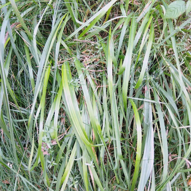 Green Grass Bush in the Forest Stock Photo - Image of edge, green ...
