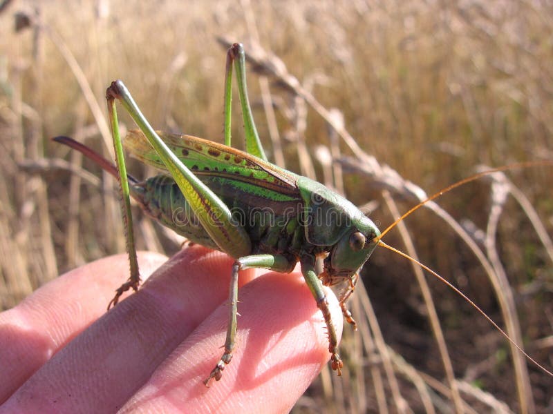 Large Green Grasshopper Cicada Insect on Human Hand Pest Stock Photo ...
