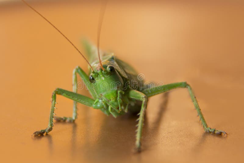 Large Green Grasshopper or Locust with Sting or Tail. Stock Image ...