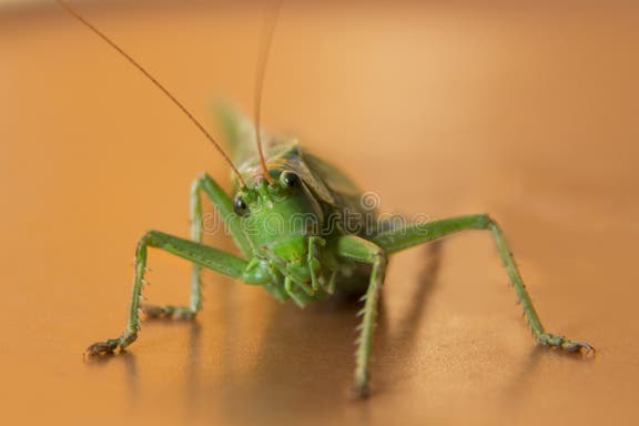 Large Green Grasshopper or Locust with Sting or Tail. Stock Image ...