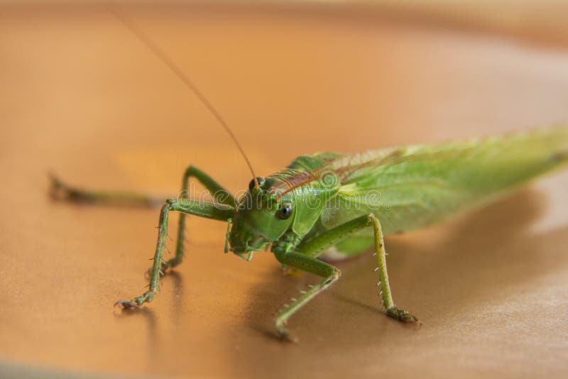 Large Green Grasshopper or Locust with Sting or Tail. Stock Image ...