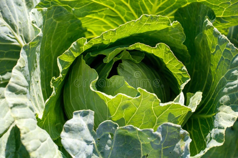 A Large Green Head of Cabbage with a Stem Stock Photo - Image of food ...
