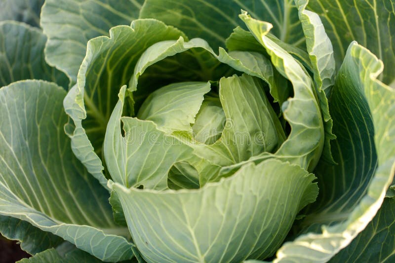 A Large Green Head of Cabbage with a Stem Stock Image - Image of sturdy ...