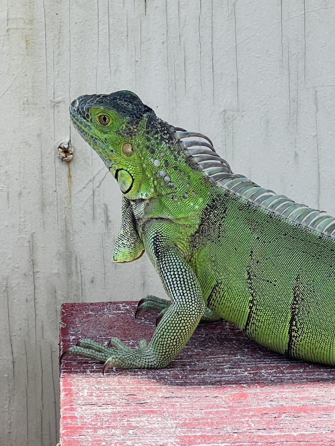 Green Iguana stock image. Image of scales, iguana, animal - 253683417