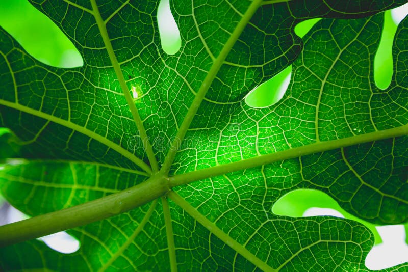 Large Green Leaf from Below Stock Photo - Image of geometric, design ...