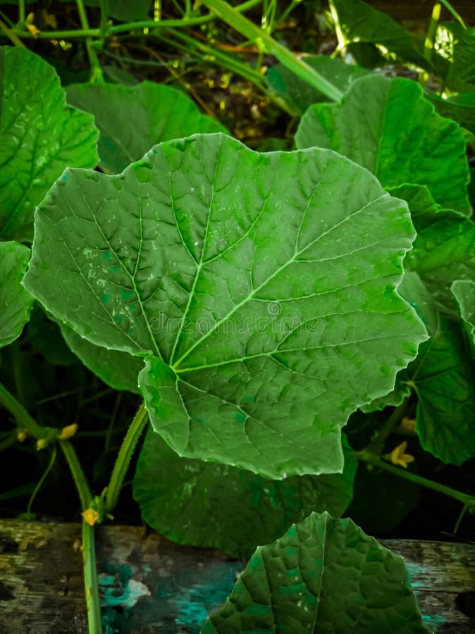 Large Green Leaf Closeup Shot and from the Background Stock Image ...