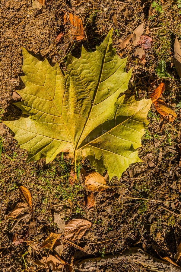 Large green leaf on ground stock image. Image of november - 164011985