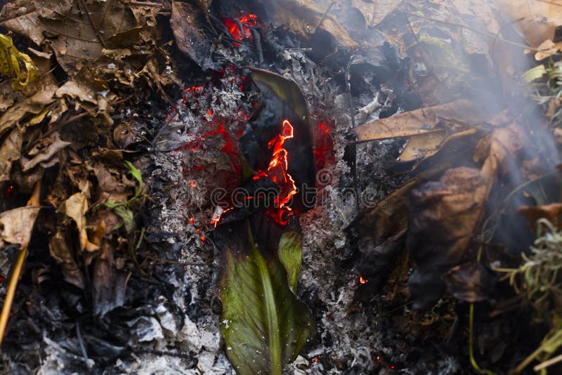 A Large Green Leaf Slowling Burning in a Pile of Brown Leaves and Hot ...