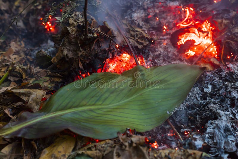 A Large Green Leaf Slowling Burning in a Pile of Brown Leaves and Hot ...
