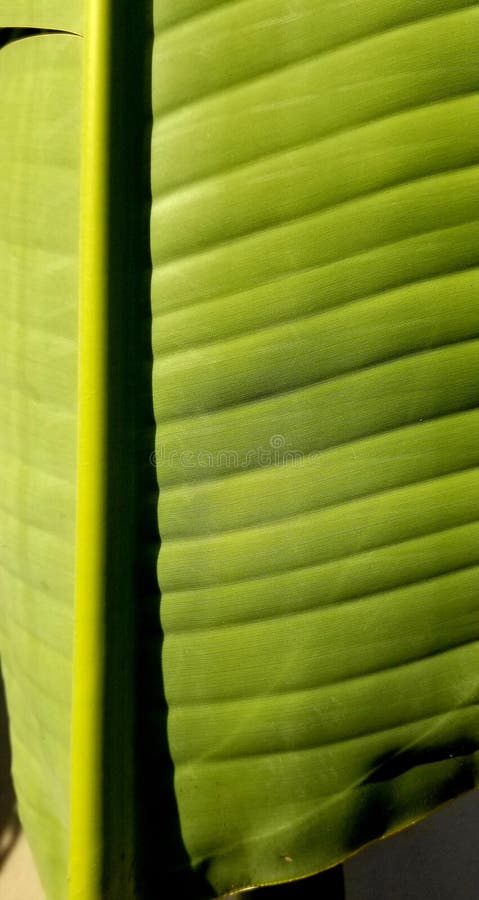 Large Green Leaf with Straight Stem and Leaf Grooves Stock Image ...