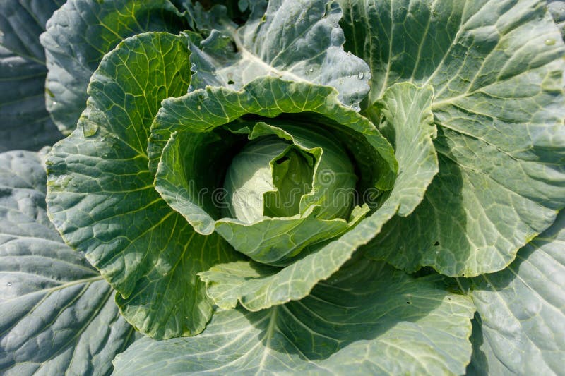 A Large Green Leafy Vegetable with a White Center Stock Image - Image ...