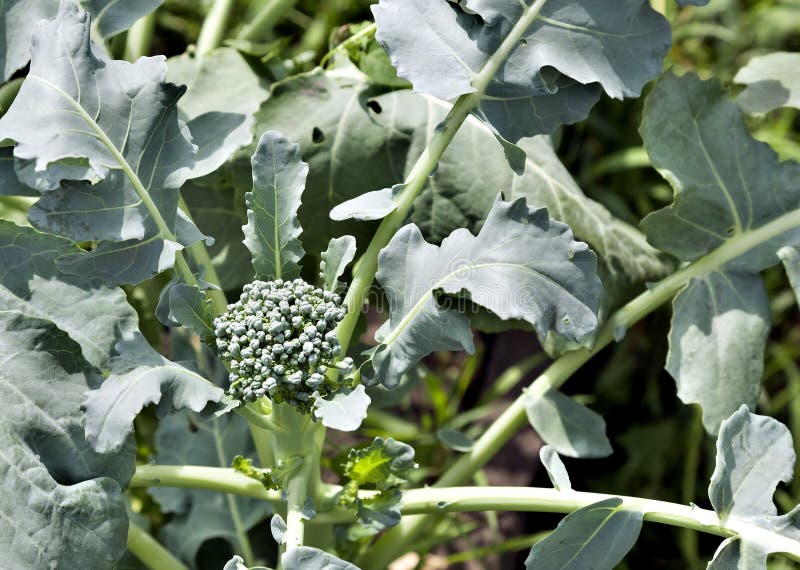 Broccoli in the garden stock image. Image of closeup - 121908571