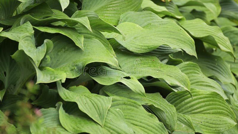 Large Green Leaves of Hosta Plantaginea in a Light Spring Rain on a ...
