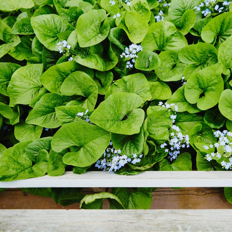 Large Green Leaves and Small Blue Flowers. Top View Stock Image - Image ...