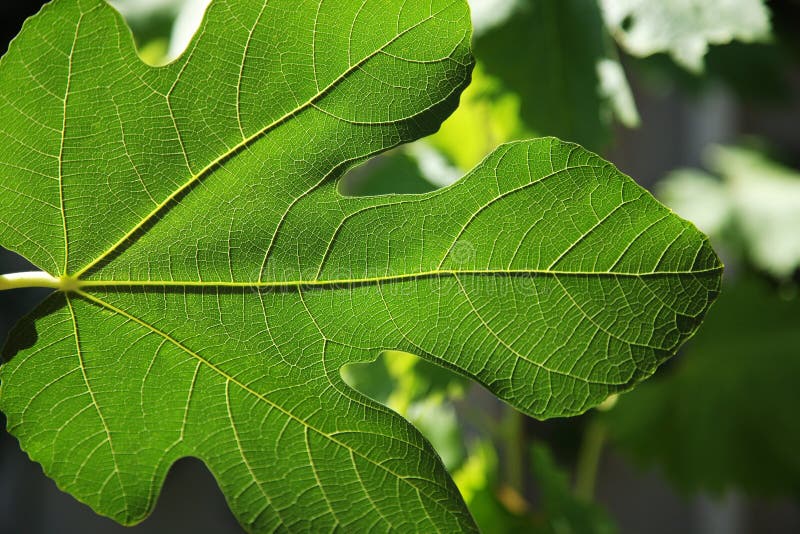 Large green leaves stock image. Image of light, foliage - 40988645