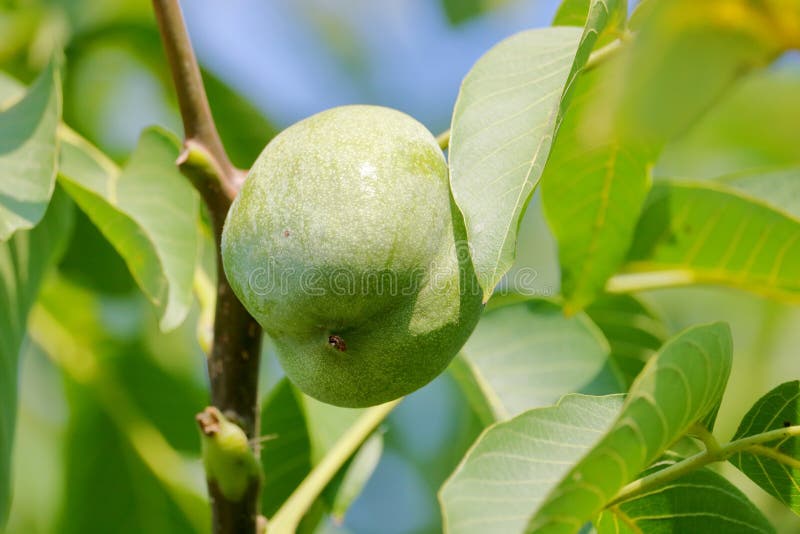 Large Green Lime on Tree stock image. Image of lime - 125558531