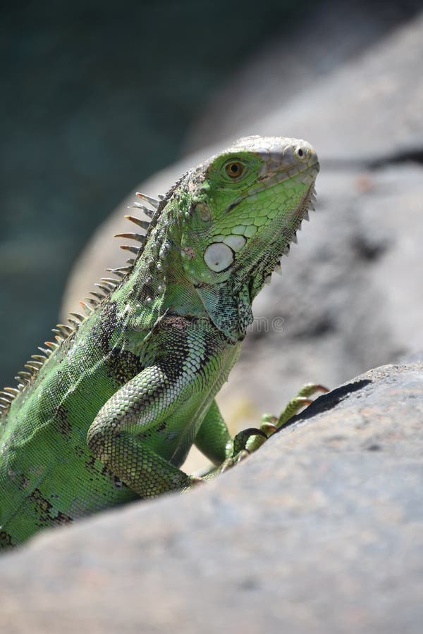 Big Wild Lizard with Spikes Stock Image - Image of forest, shadow: 14850915