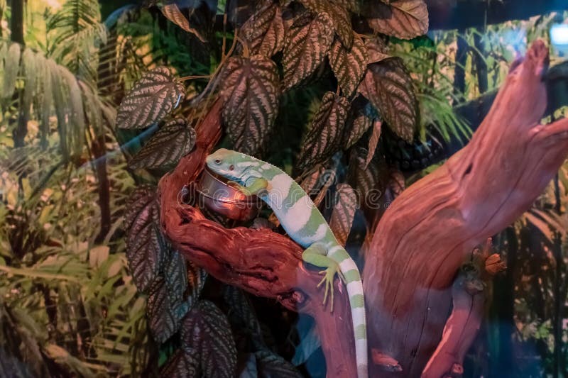 Large Green Lizard in Terrarium Close Up Stock Image - Image of ...