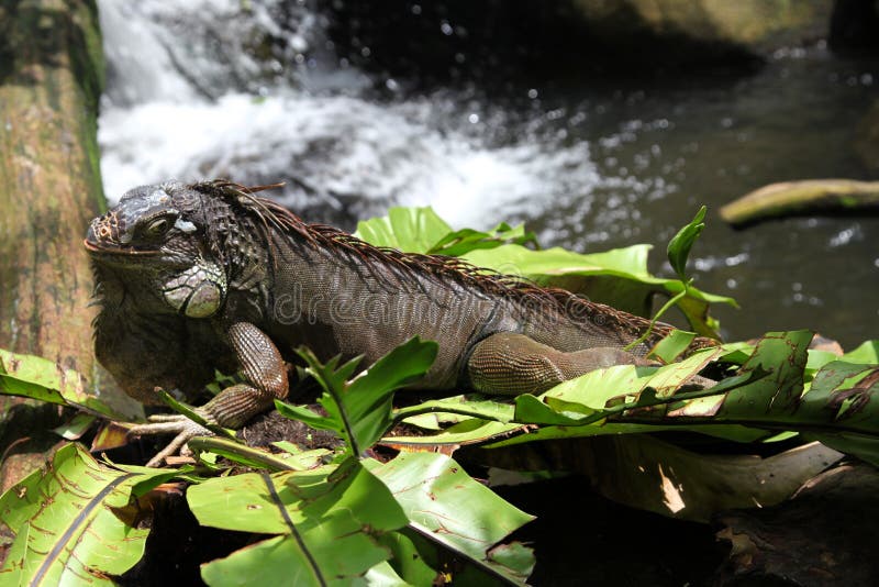 Large Green Lizard Iguana, Singapore Stock Image - Image of green ...