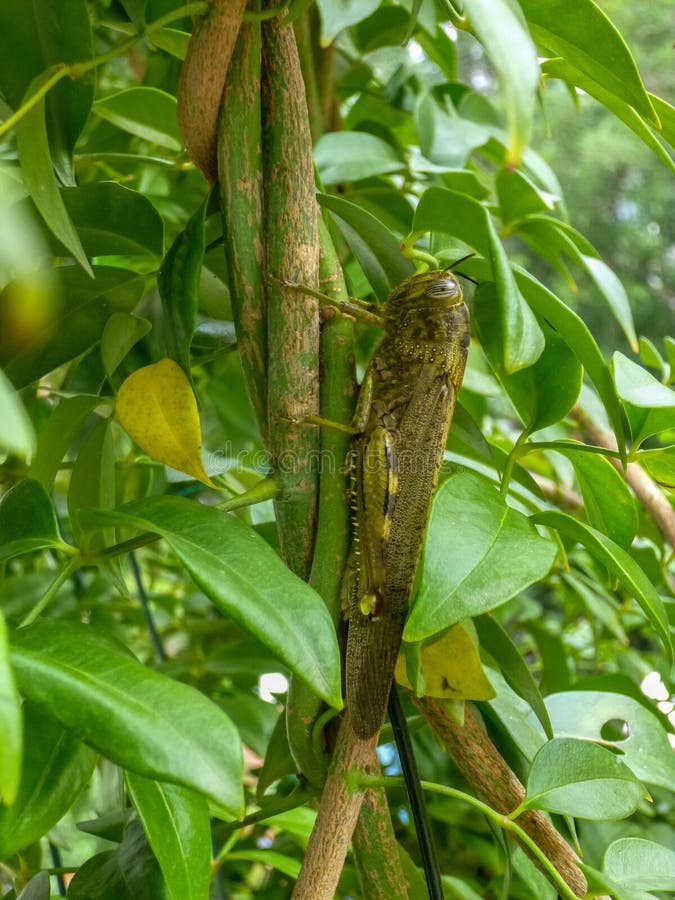 Large Green Locust, Grasshopper on a Plant Stock Image - Image of wild ...
