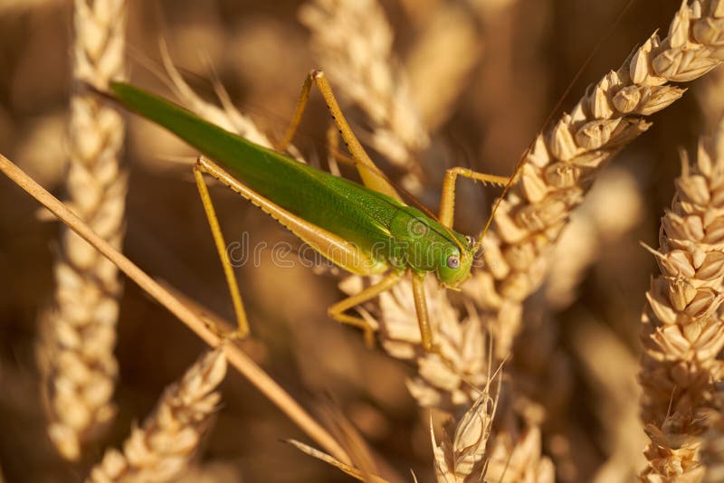 Large Green Locust on Wheat Stock Photo - Image of grass, locust: 250543756