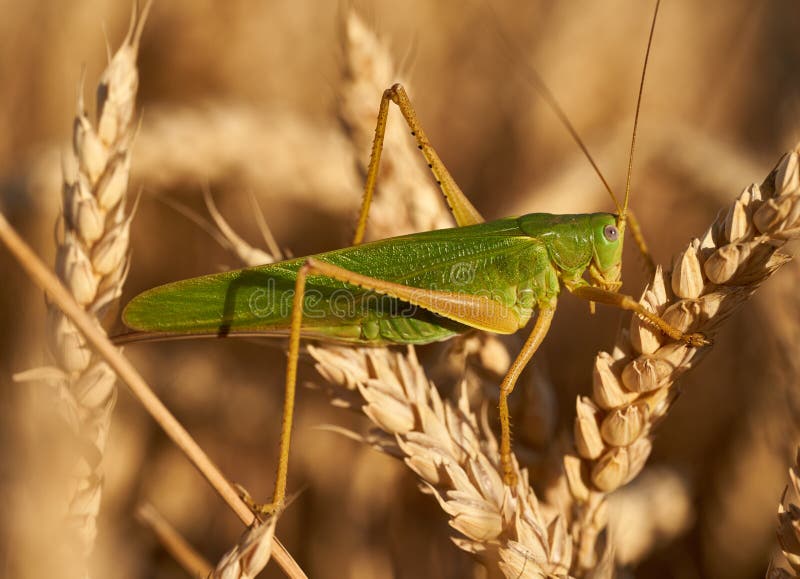 Large Green Locust on Wheat Stock Photo - Image of pest, field: 250543760