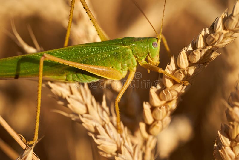 Large Green Locust on Wheat Stock Image - Image of insects, nature ...