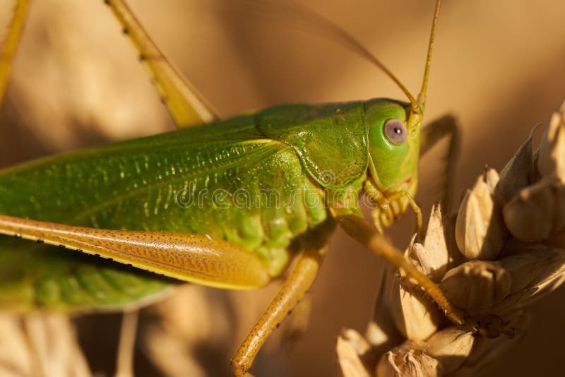 Large Green Locust on Wheat Stock Photo - Image of locust, plant: 250543764