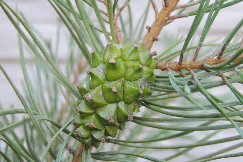 A Large Green Lump on the Branch of a Pine Stock Photo - Image of ...