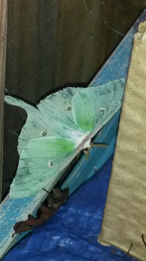 Large Luna Moth stock image. Image of pollinator, animal - 240206321