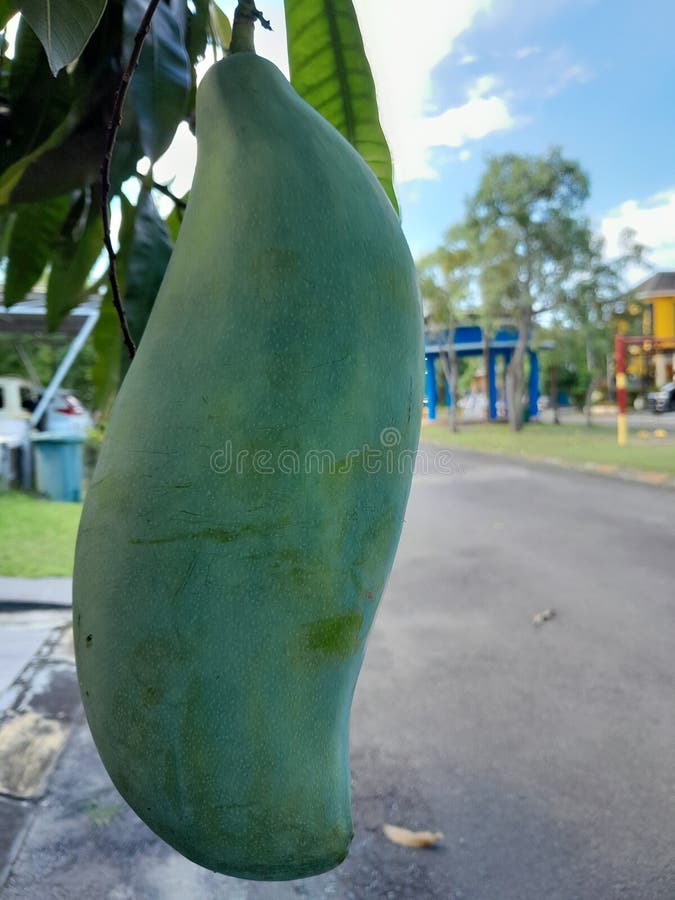 A Large Green Mango Fruit Still Hanging on the Tree Stock Photo - Image ...