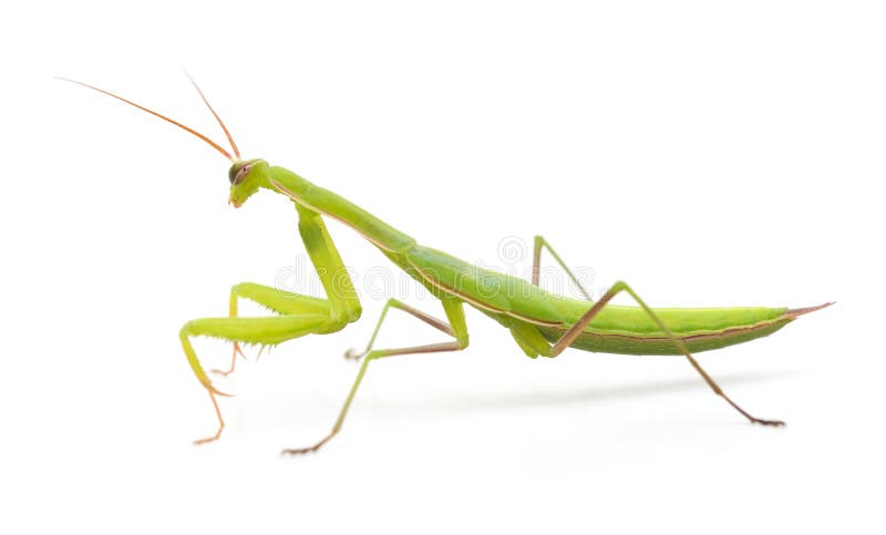 Large green mantis stock photo. Image of predator, smart - 155652822