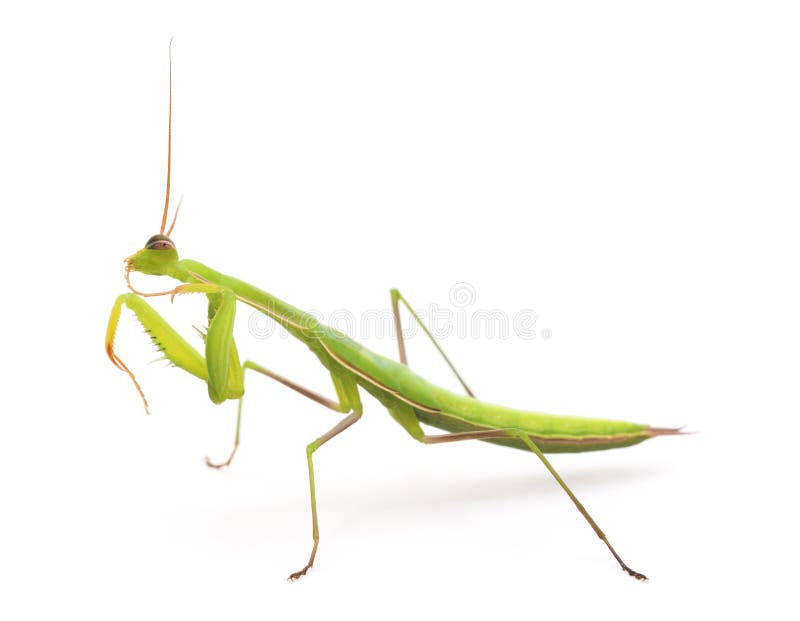 Large green mantis stock image. Image of ambush, animal - 154179659