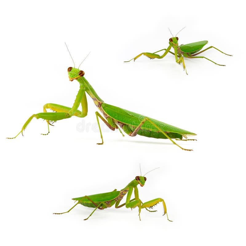 Large Green Mantis on a White Background Looks at the Camera Stock ...