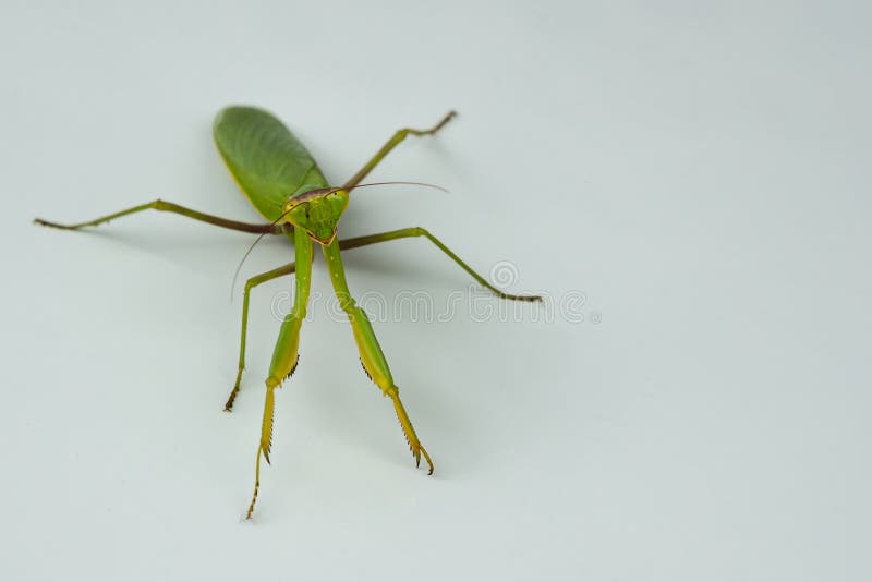 A Large Green Mantis on a White Background. Selective Focus Stock Photo ...