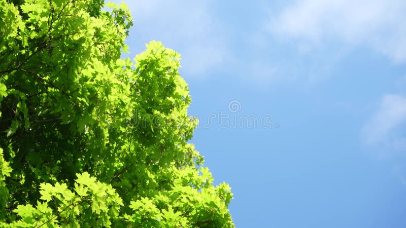 A Large Green Maple Tree with Dense Foliage Moving in the Wind Against ...