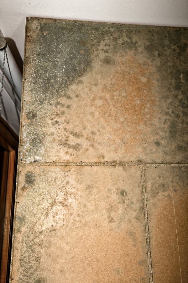 Large Green Mildew Spots on the Back of the Wardrobe Case Stock Photo ...