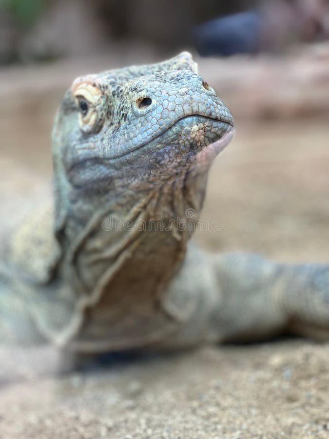 Large Green Monitor Lizard Head Closeup Stock Image - Image of green ...