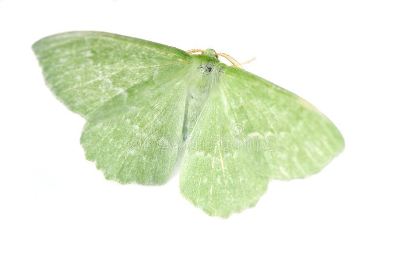 Large green moth stock image. Image of isolated, large - 60776719