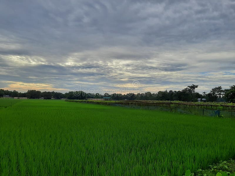 Large Green Paddy Corn Field, the Cloudy Sky, Touch of Setting Sun at ...
