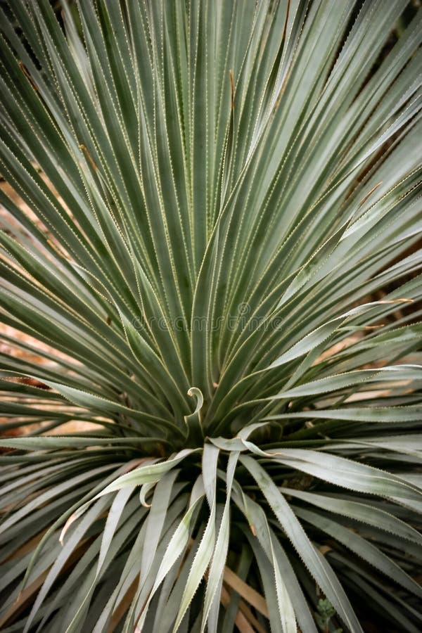 A Large Green Plant with Long, Thin Leaves Stock Photo - Image of ...