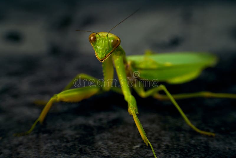 Large Green Praying Mantis on a Black Background Stock Image - Image of ...