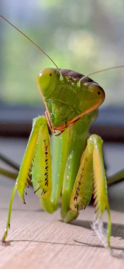 Large Green Praying Mantis. Stock Image - Image of macro, jaws: 342219455