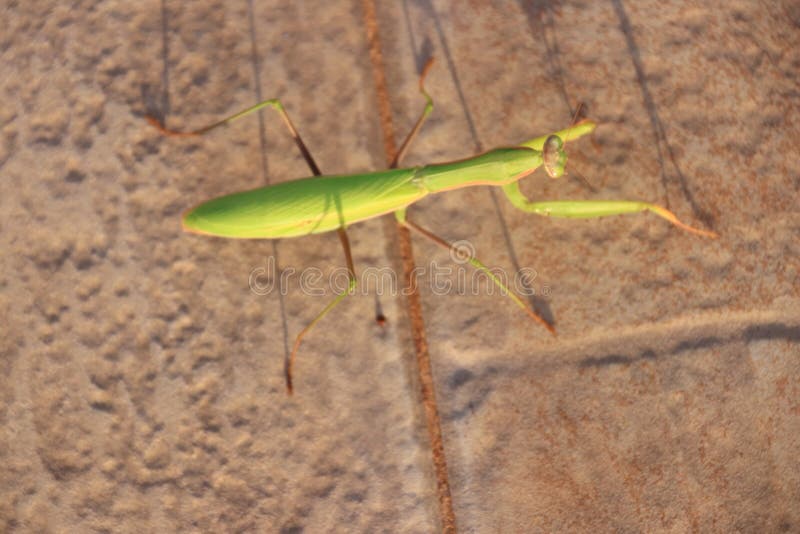 The Large Green Praying Mantis Insect, Mantodea Stock Photo - Image of ...