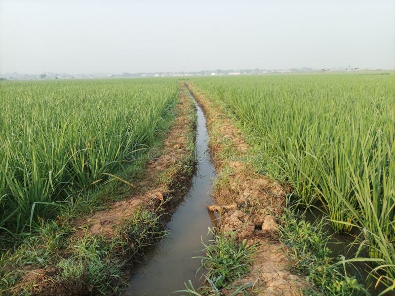 A Large and Green Rice Field Area Plus a Small River Whose Water Flows ...
